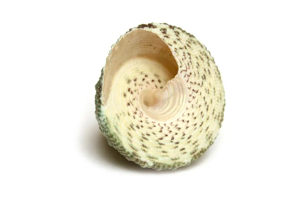 Creux en forme propagés naturel images libres de droit, photos de Creux ...