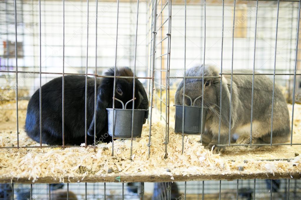 Black French Lop
