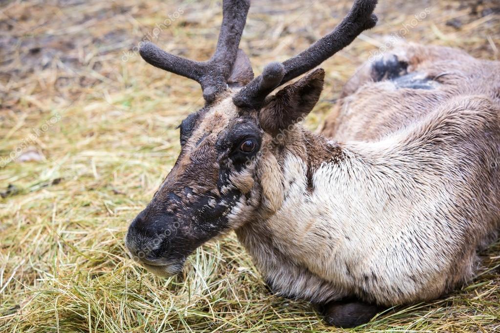 Reindeer Antlers Reindeer adult female, antlers in velvet - Stock Image ...