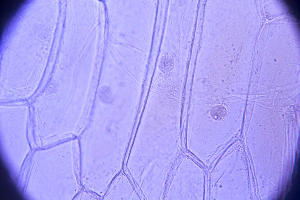 Mitosis. Epithelial cells Onion skin - Stock Image - Everypixel