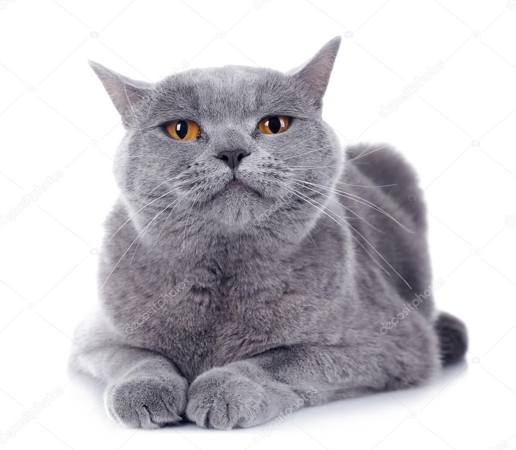 Short-hair grey cat Stock Photo by ©belchonock 100440404