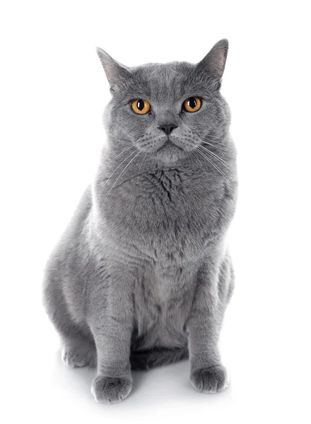 Short-hair grey cat Stock Photo by ©belchonock 100440404