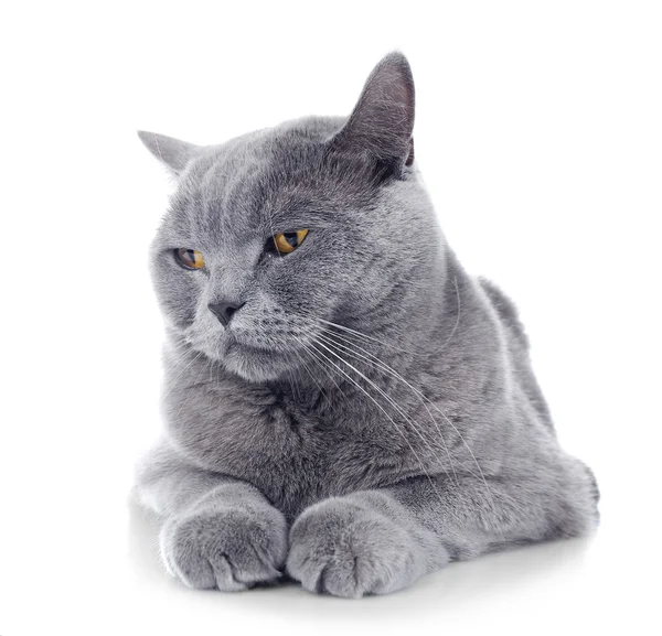 Short-hair grey cat Stock Photo by ©belchonock 100440404