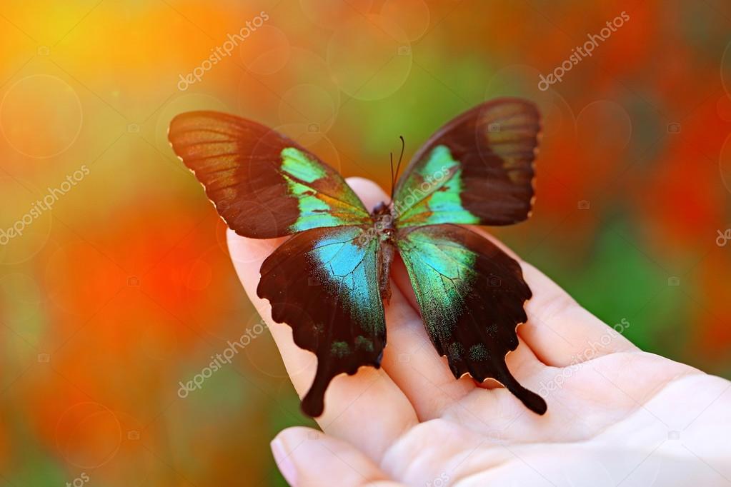 Beautiful butterfly sitting on hand — Stock Photo © belchonock #101655884