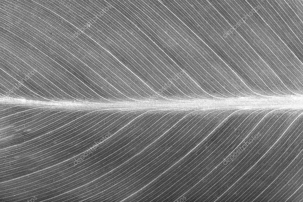 Perfect leaf texture Stock Photo by ©belchonock 103081036