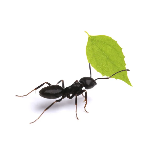 Small ant Stock Photos, Royalty Free Small ant Images | Depositphotos