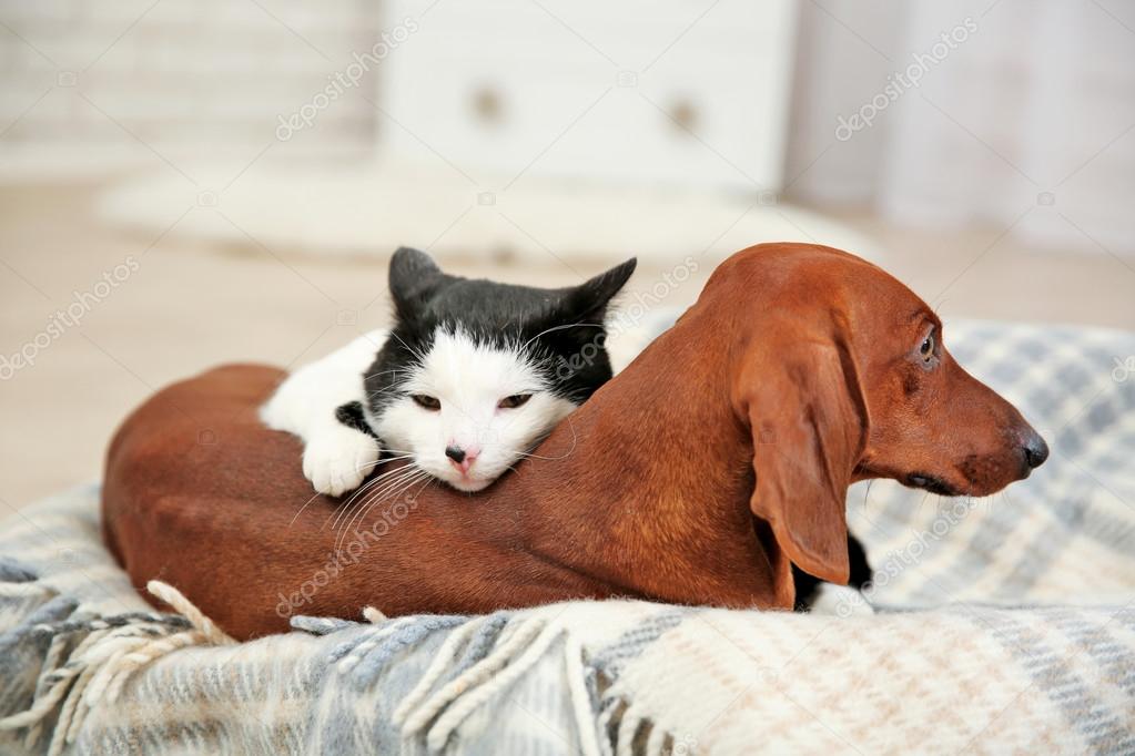 Are Wiener Dogs Good With Cats