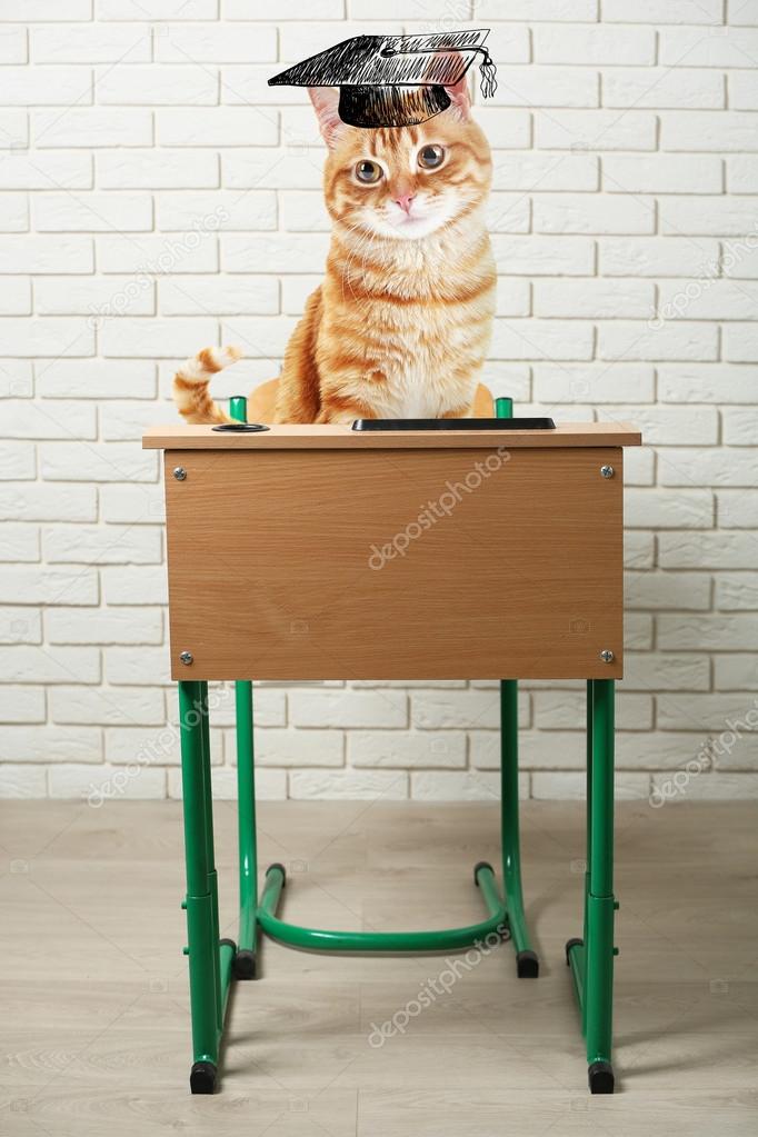 Cat sitting at a school desk. — Stock Photo © belchonock #104154604