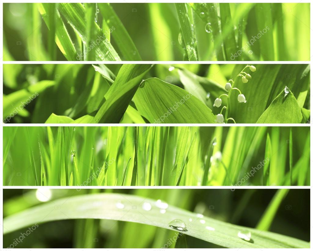 Different nature green backgrounds Stock Photo by ©belchonock 109163074