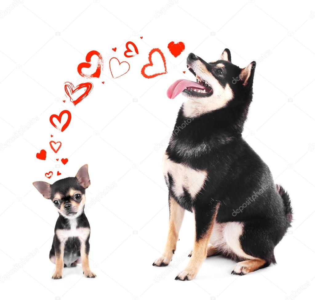 Two dogs together Stock Photo by ©belchonock 109164248