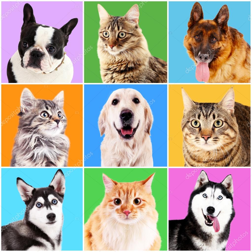 Dogs and cats portraits — Stock Photo © belchonock #109165654