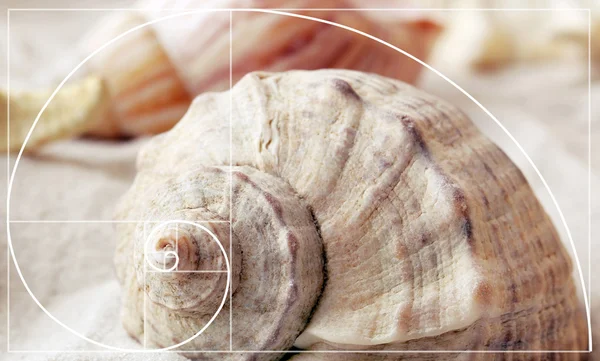 Snail Shell Golden Ratio