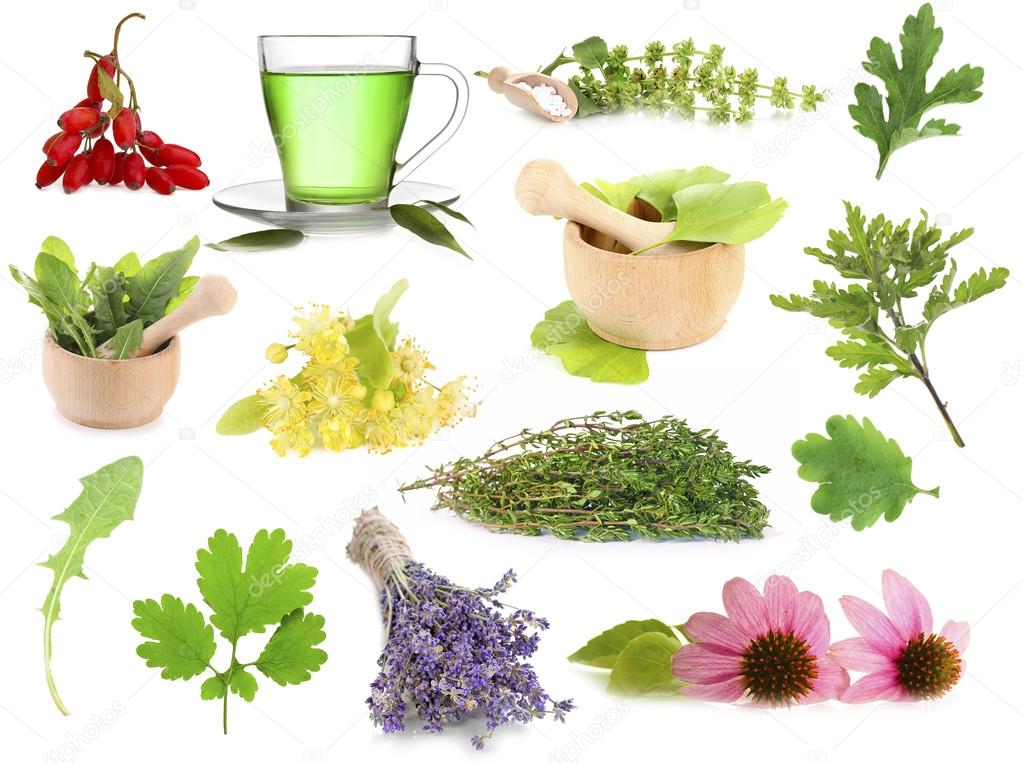 Collage de hierbas medicinales — Foto de stock #110130502 © belchonock