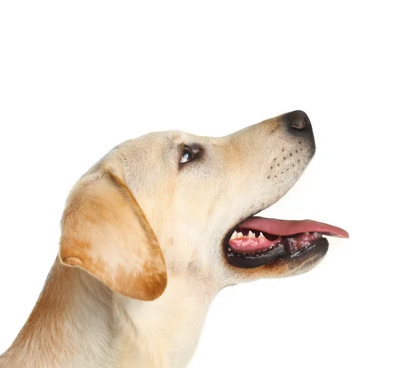 Dog transparent background Stock Photos, Royalty Free Dog transparent ...