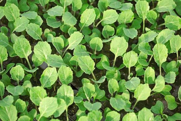 Cabbage seedlings growing — Stock Photo © belchonock #111777984
