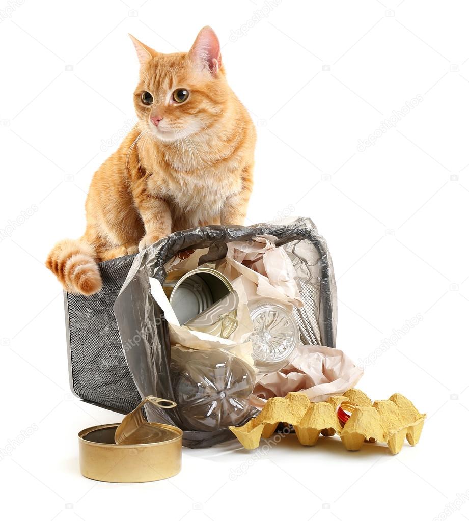 Cat at full inverted garbage basket Stock Photo by ©belchonock 110561216