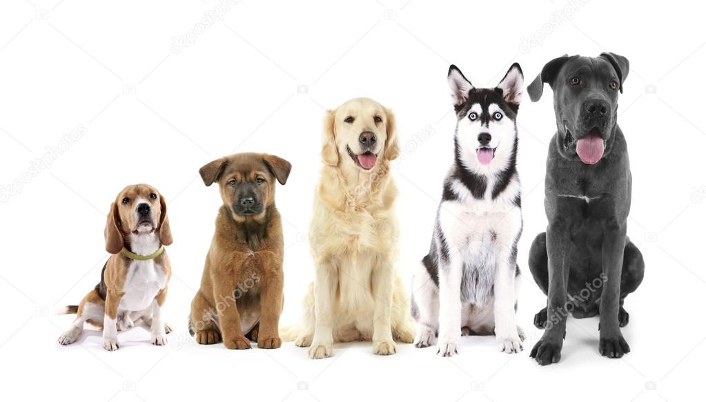 Five sitting dogs in row — Stock Photo © belchonock #111174342