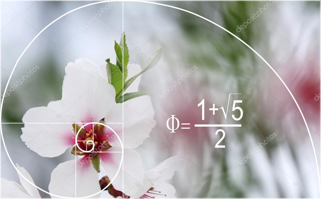 Illustration of golden ratio in nature. — Stock Photo © belchonock ...