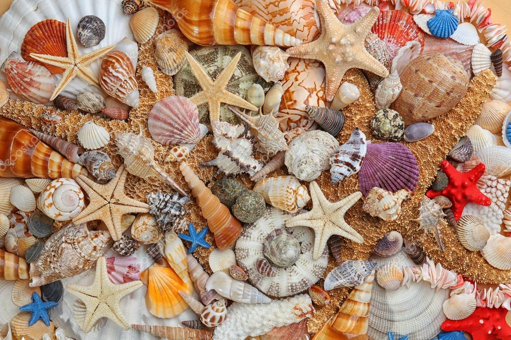 Sea shell background Stock Photo by ©belchonock 112219506