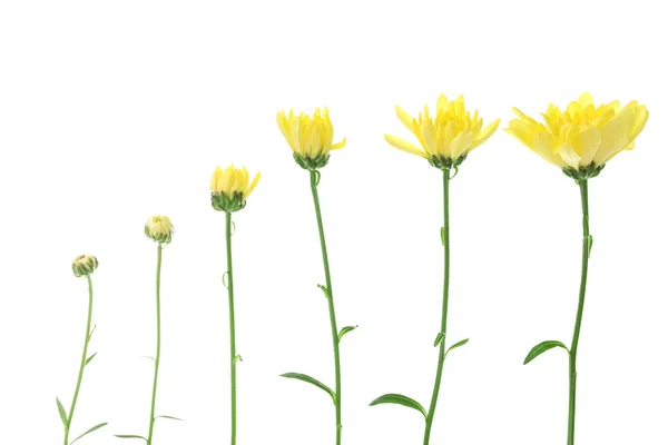 Stages of flower bloom Stock Photos, Royalty Free Stages of flower ...