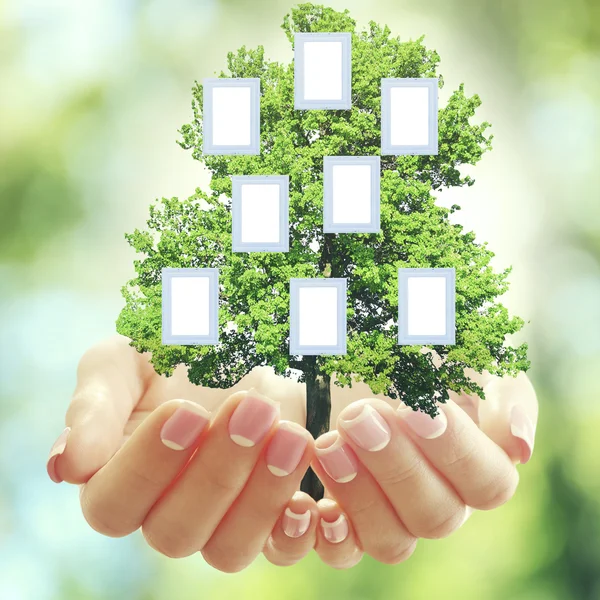 Family reunion tree Stock Photos, Royalty Free Family reunion tree ...