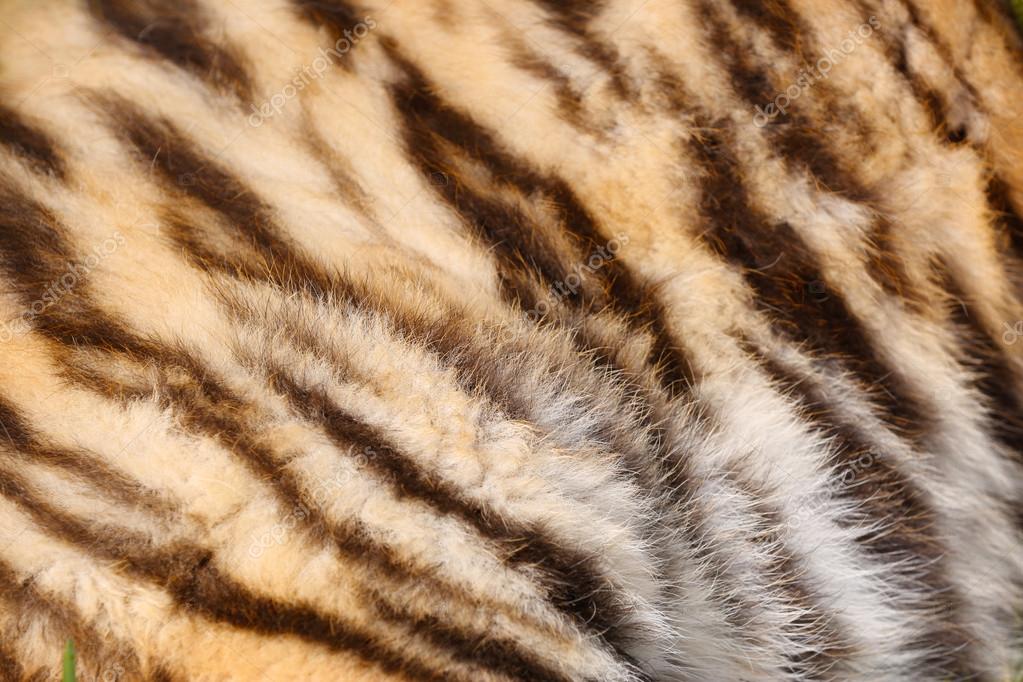Tiger fur texture Stock Photo by ©belchonock 113557100