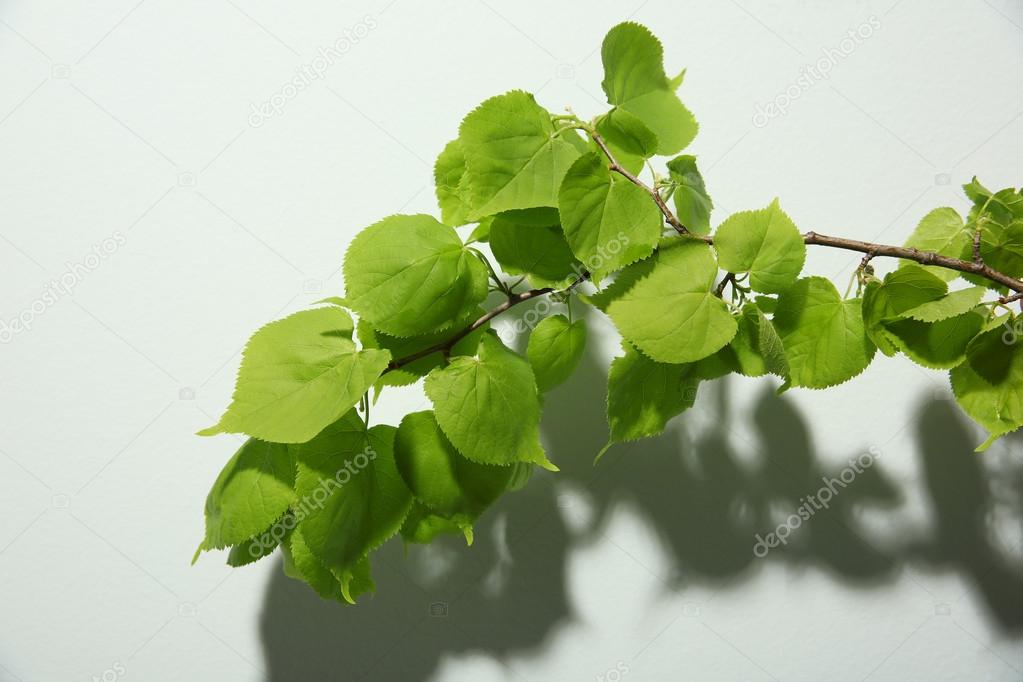 Twig of tree on background Stock Photo by ©belchonock 113559278