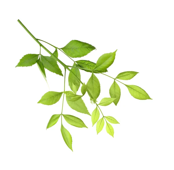 Moringa leave Stock Photos, Royalty Free Moringa leave Images ...