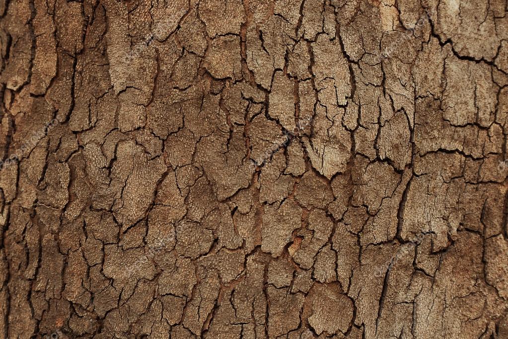 Bark tree background Stock Photo by ©belchonock 115911104