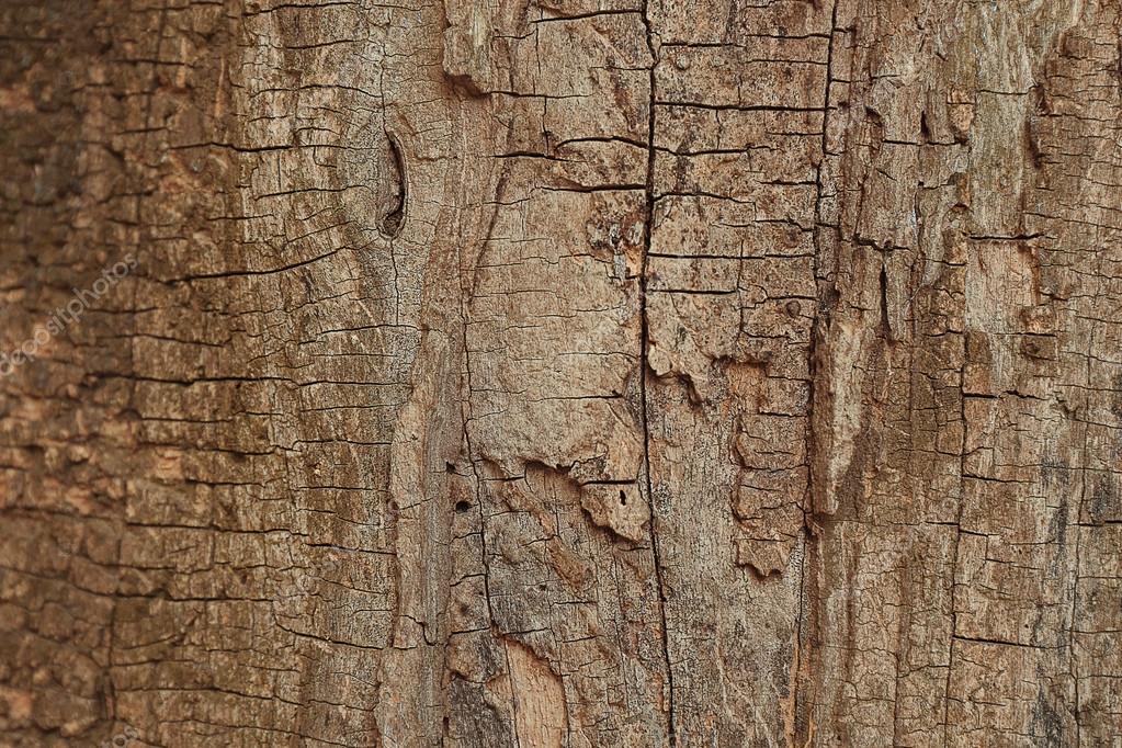 Bark tree texture Stock Photo by ©belchonock 116276344