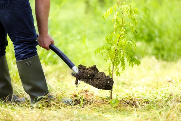 Man planting tree Stock Photos, Royalty Free Man planting tree Images ...