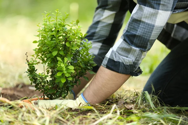 Man planting tree Stock Photos, Royalty Free Man planting tree Images ...