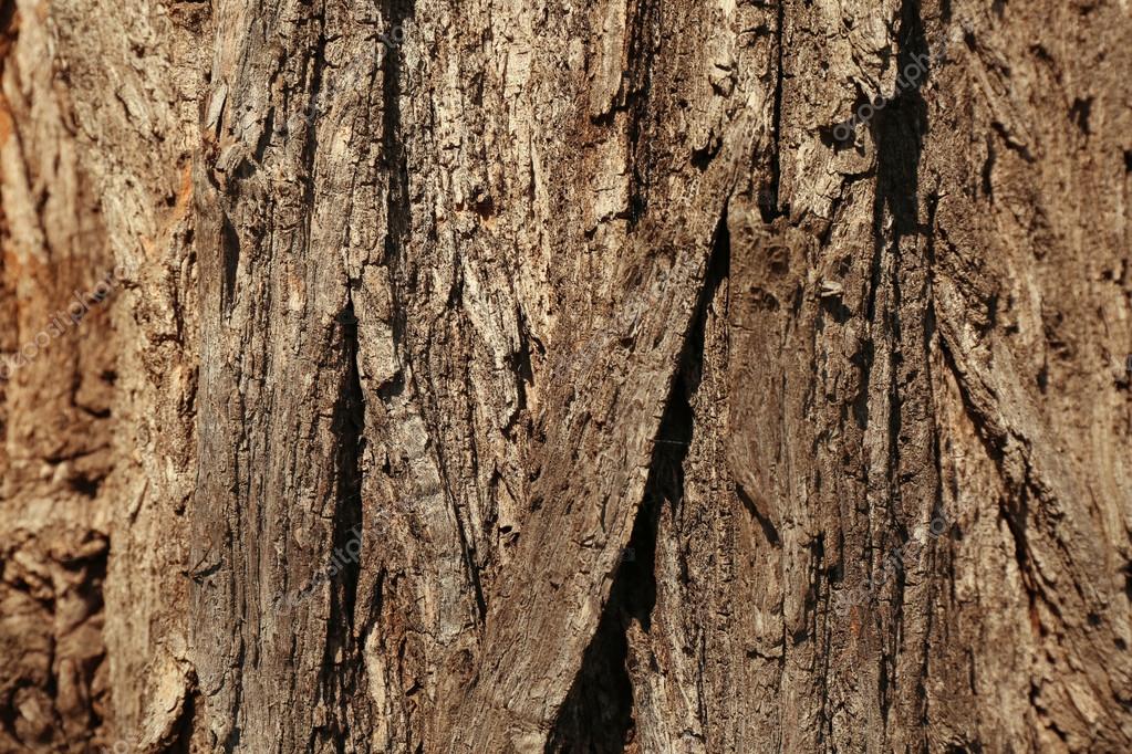 Natural tree bark Stock Photo by ©belchonock 117010938