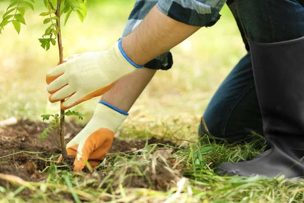 Man planting tree Stock Photos, Royalty Free Man planting tree Images ...