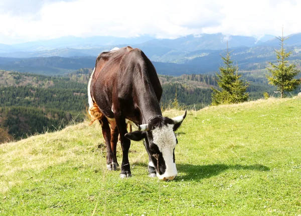 French simmental Stock Photos, Royalty Free French simmental Images ...