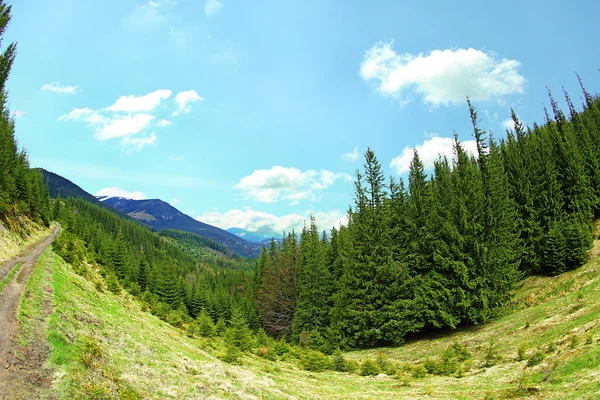 Forest on mountain slopes — Stock Image
