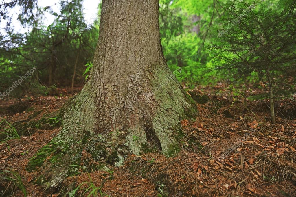 Big tree roots in forest Stock Photo by ©belchonock 118437156