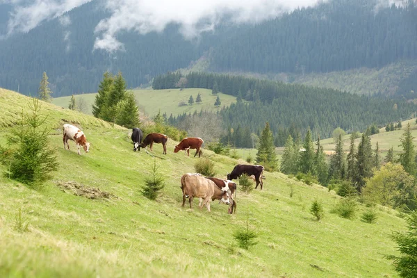 Mountain Cattle