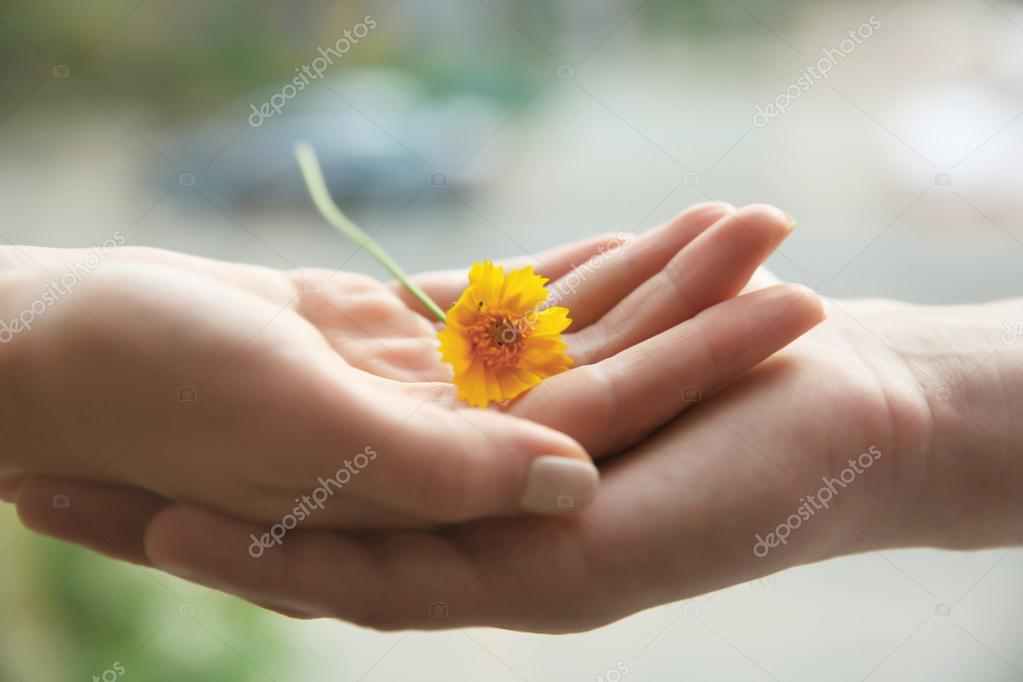 Flower and human hands Stock Photo by ©belchonock 120080854