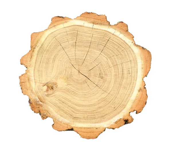 Tree cross section Stock Photos, Royalty Free Tree cross section Images ...