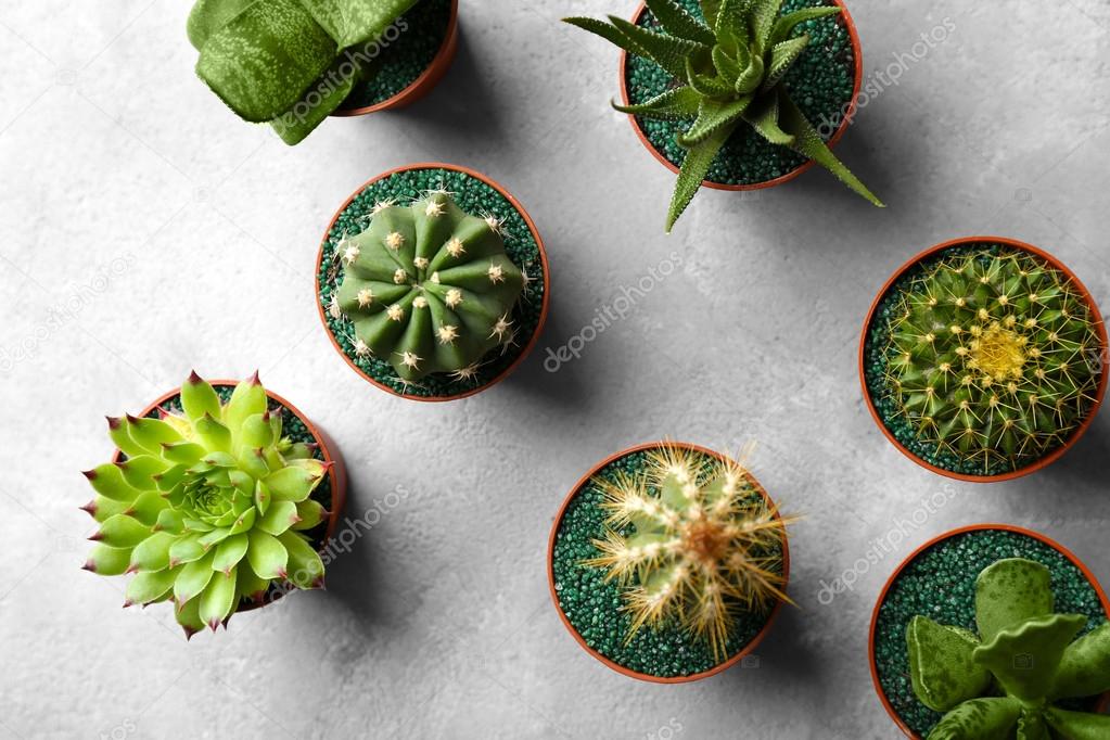 Cacti and succulents in pots Stock Photo by ©belchonock 121639344