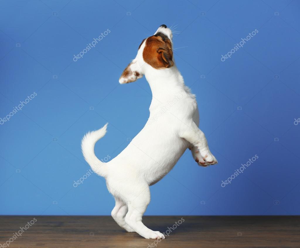 Jack Russell terrier Stock Photo by ©belchonock 122741328