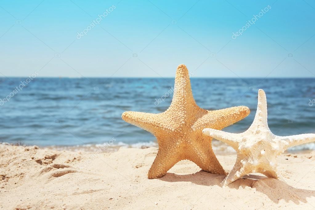 Lots Of Starfish On The Beach