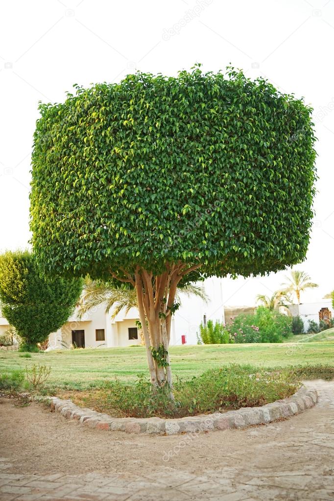 Topiary Tree Form Cylinder Garden Stock Photo by ©belchonock 123886432