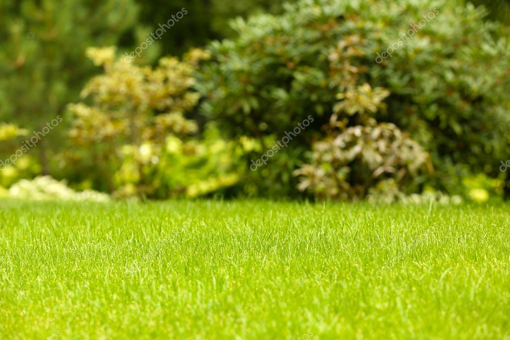 Green lawn background Stock Photo by ©belchonock 124574790