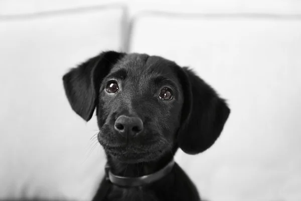 Funny labrador Stock Photos, Royalty Free Funny labrador Images ...