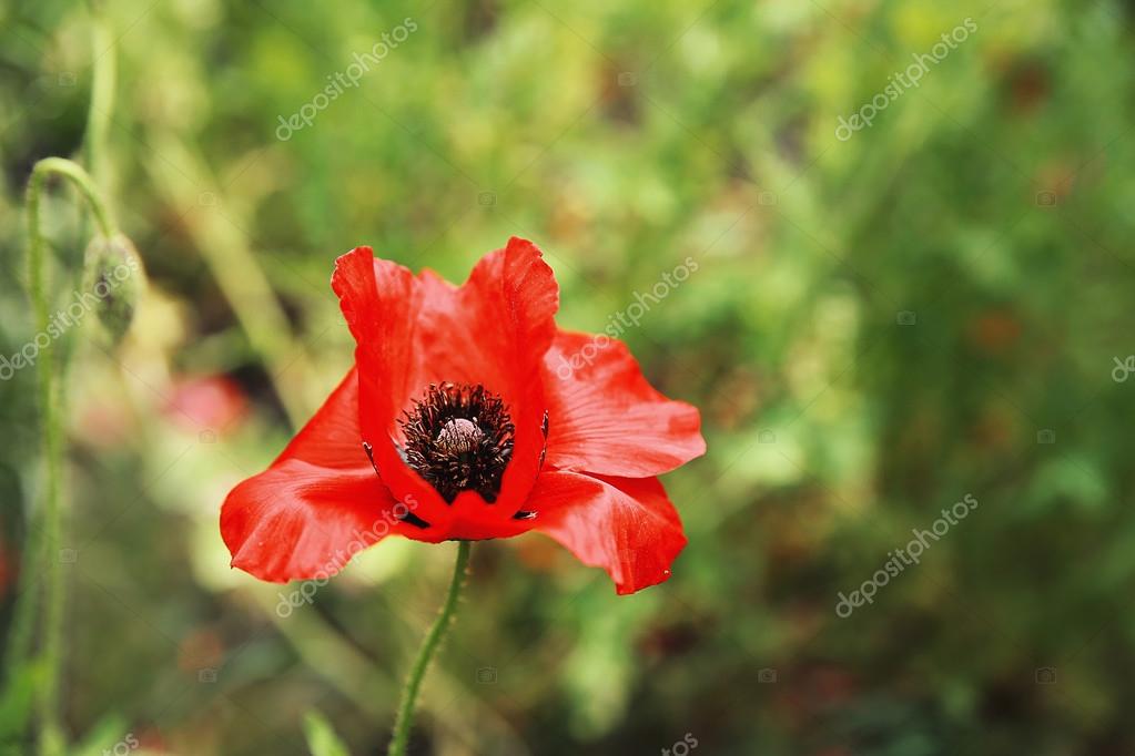 Beautiful red poppy on a field Stock Photo by ©belchonock 124778740