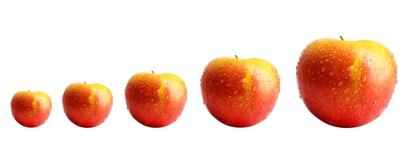 Apple growth stages Stock Photos, Royalty Free Apple growth stages ...