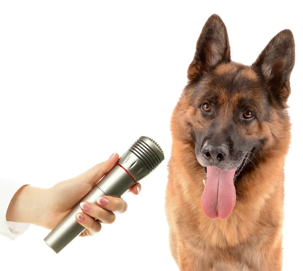 Cute dog with microphone isolated on white — Stock Photo © belchonock ...