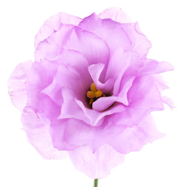 Violet eustoma Stock Photos, Royalty Free Violet eustoma Images ...